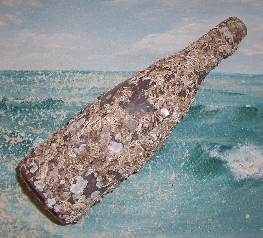 ANTIQUE Vintage Ocean Found Sun Purple Lavender BARNACLE - Etsy