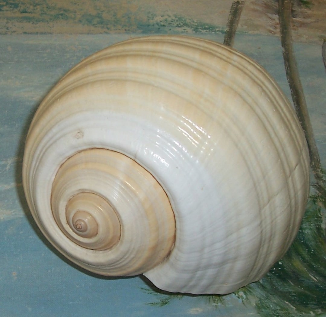 177.8mm ALBINISTIC Tonna (galea Complex) Ampullacea Big-bellied TUN ...