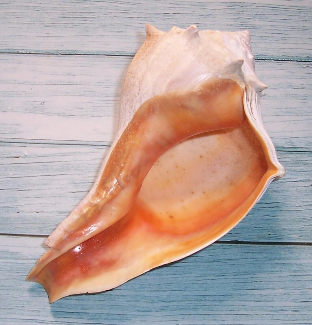 7.50" Busycon Carica KNOBBED Whelk SEASHELL, Shell W/ ORANGE Aperture ...