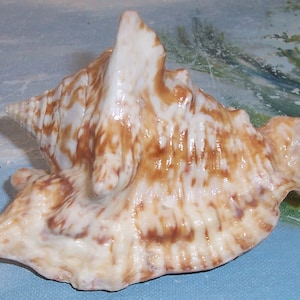 Very Large 93.1mm Florida Keys Collected HAWK-WING CONCH Shell Shell ...