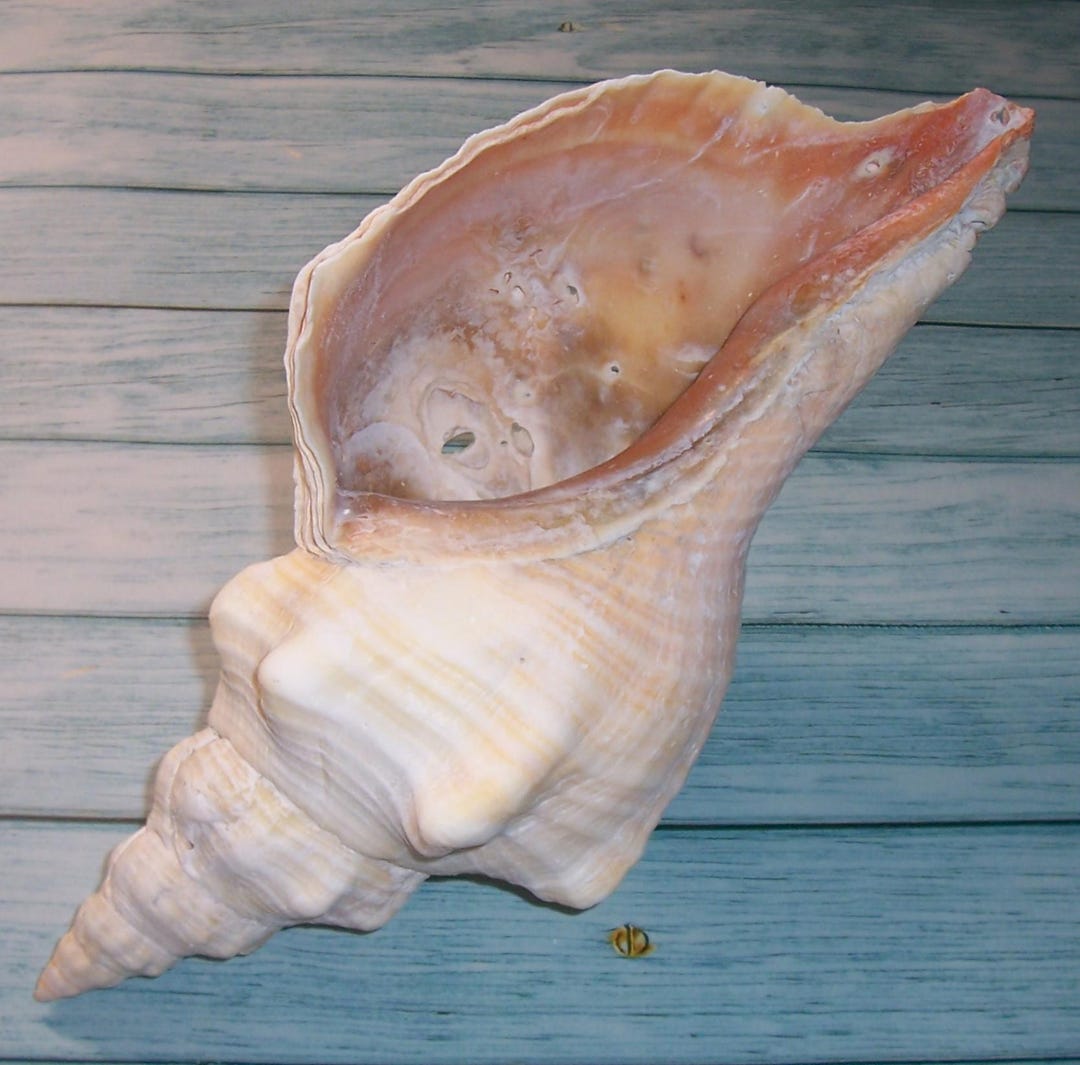 Ex-large 14" FLORIDA Beach Found Horse Conch SEASHELL Shell *MILTON* - Etsy