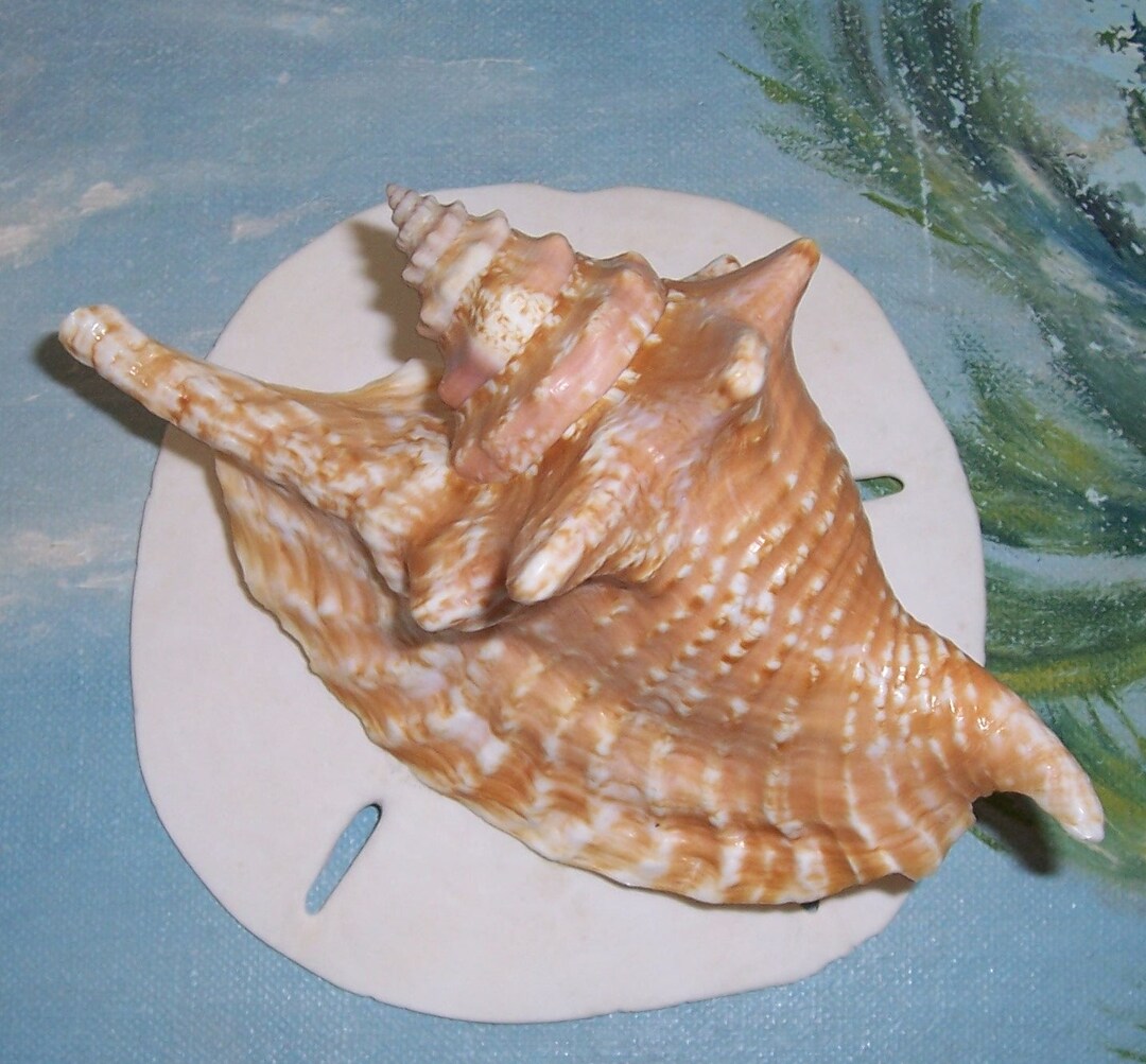 115.9mm Strombus Gallus Rooster-tail CONCH Shell SEASHELL - Etsy