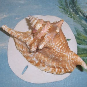 115.9mm Strombus Gallus Rooster-tail CONCH Shell SEASHELL - Etsy