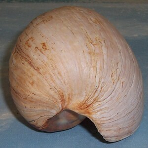 131.7mm Melo Amphora Giant AUSTRALIAN Baler, MELON Shell, Seashell W ...