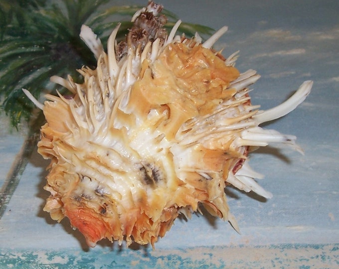 104.5mm Attached Bivalve SPONDYLUS Americanus Thorny Oyster SEASHELL JB ...