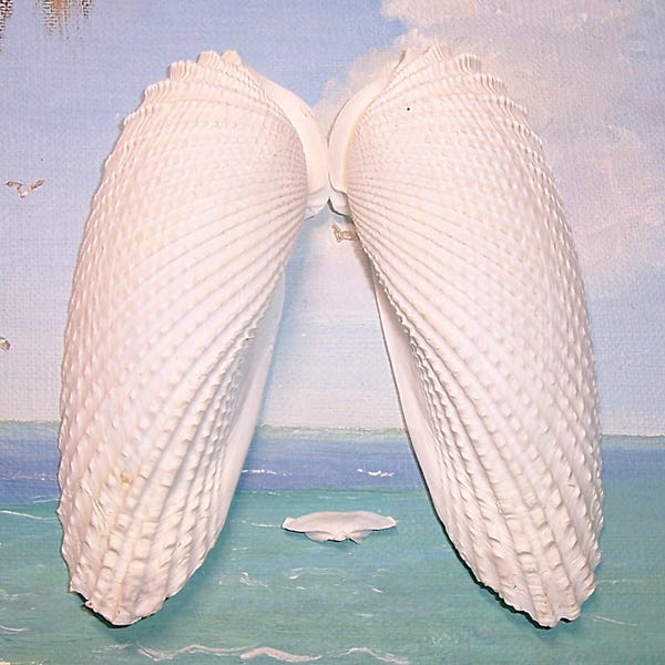 Seashell Angels - Etsy