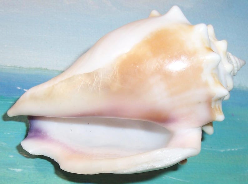 79.6mm Florida 10K Islands Collected Strombus Alatus Fighting CONCH ...