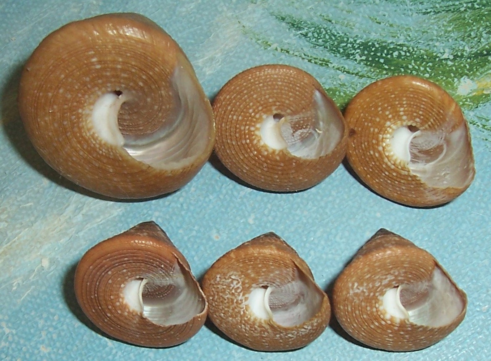 Set of 6 Calliostoma Jujubinum JUJUBE Top Shell, Seashell JB - Etsy