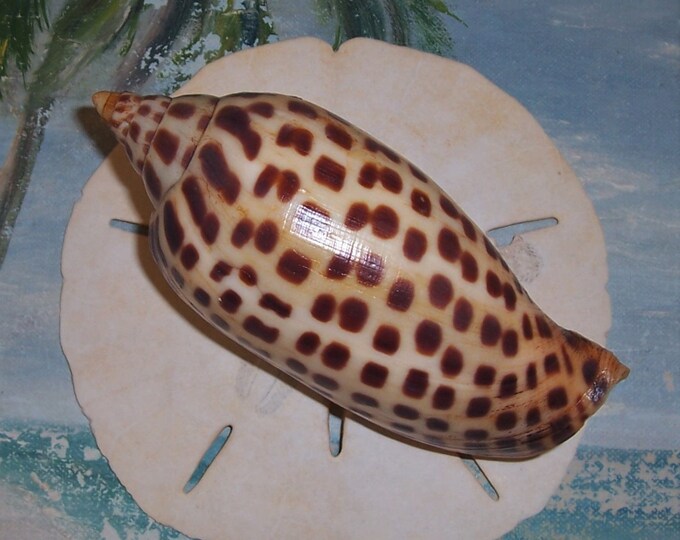 Huge 124.7mm Rare FLORIDA Beach Found Scaphella JUNONIA Juno's VOLUTE ...