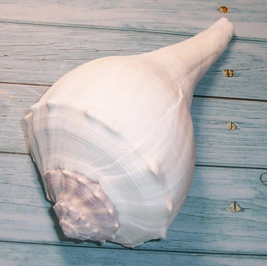 Large, 10" FLORIDA Beach Found Lightning Whelk SEASHELL - Etsy