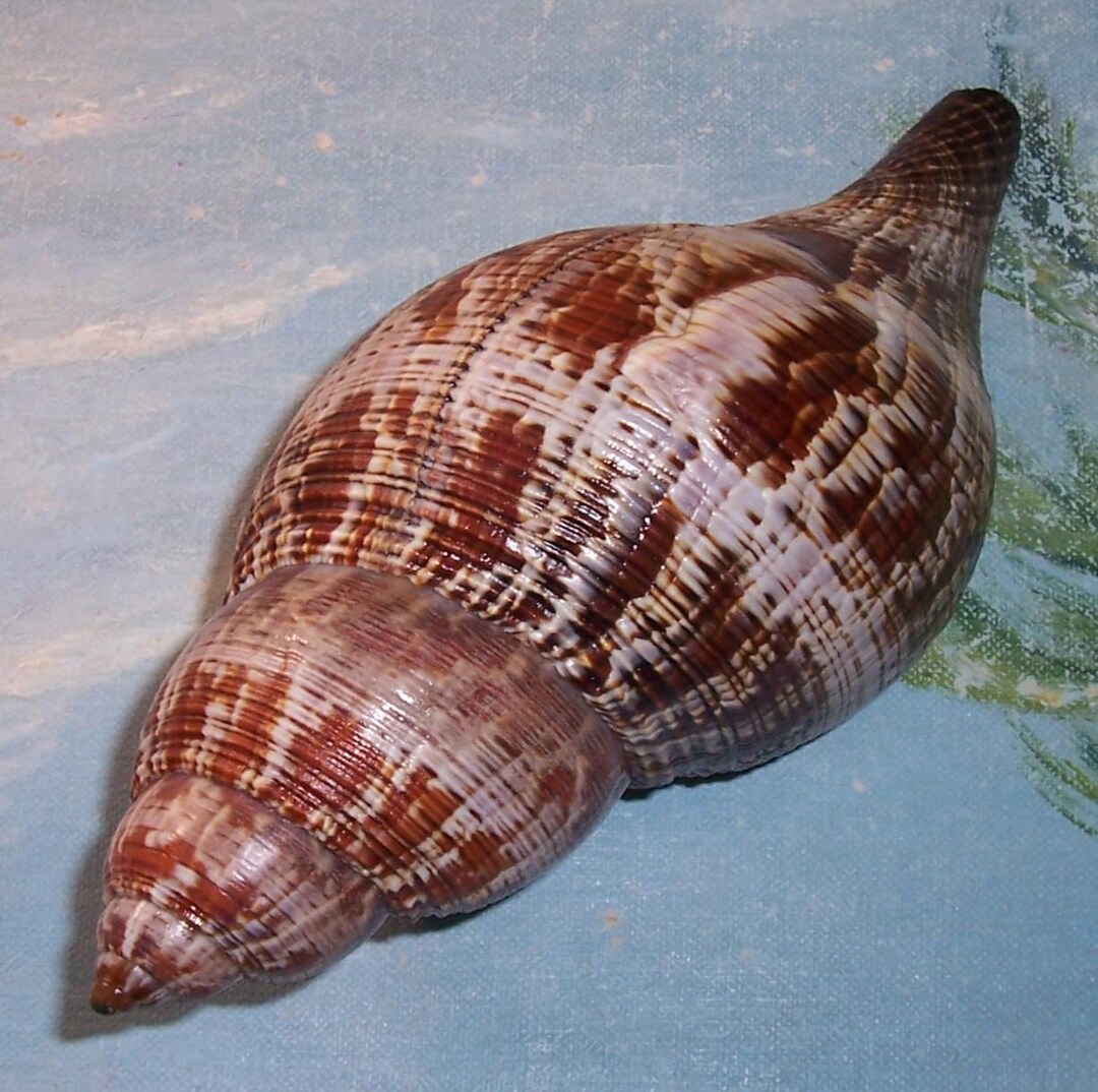 Large 175.6mm Florida Beach Collected Dark RED, Burgundy, Black ...