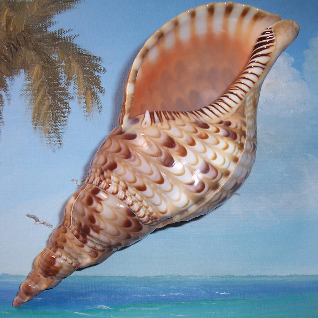 203.2mm Pacific TRITON'S Trumpet SEASHELL (charonia Tritonis) - Etsy
