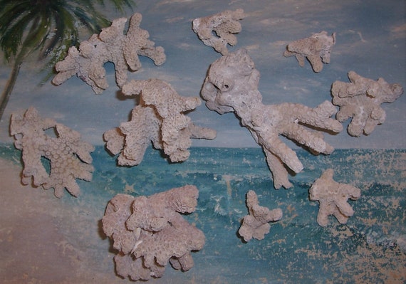 Ivory Bush Coral