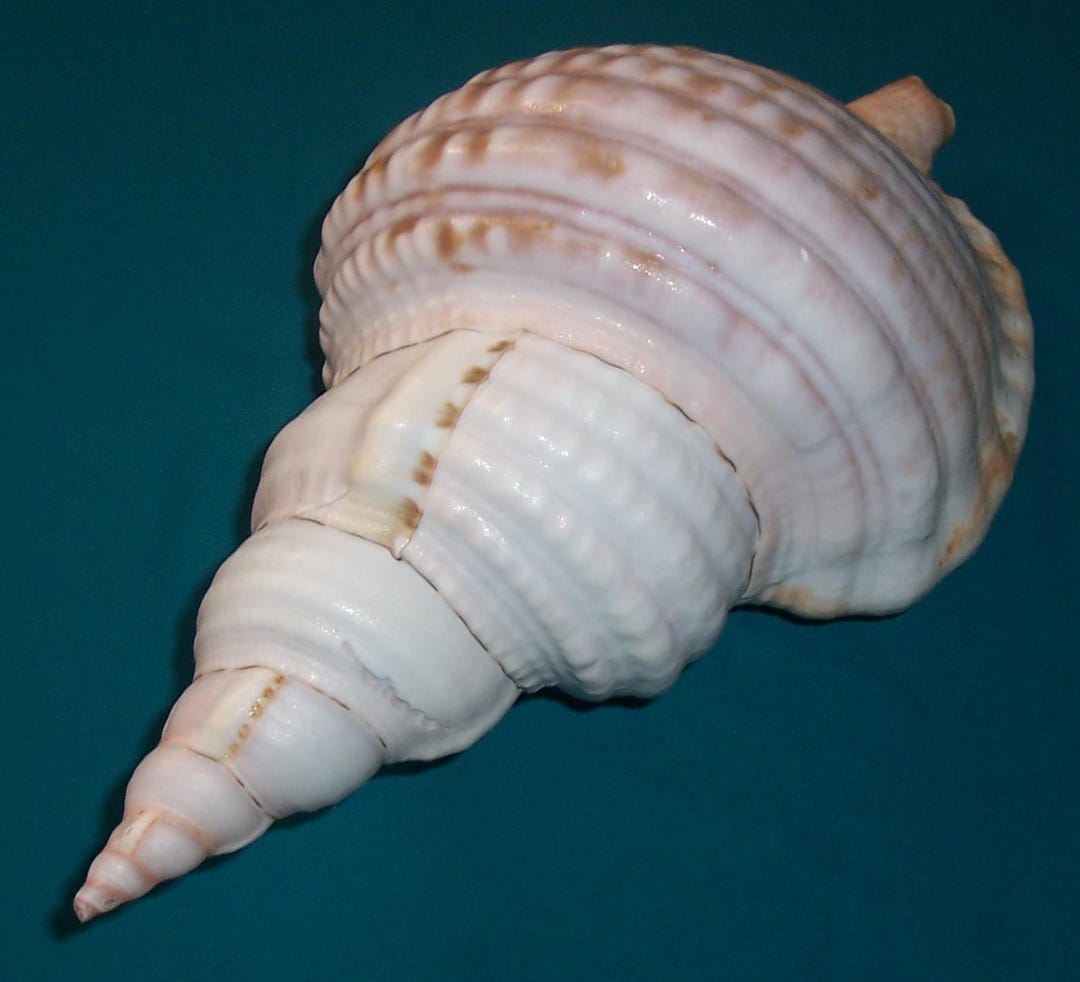 279.4mm Charonia Variegata Atlantic TRITON'S TRUMPET Shell, Seashell With Rare Pale ALBINISTIC ...
