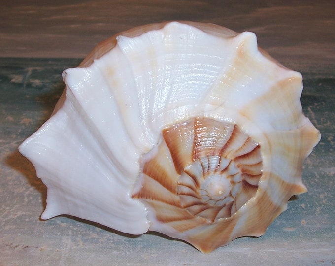 Large, 11" FLORIDA Beach Found LIGHTNING Whelk SEASHELL With Great ...