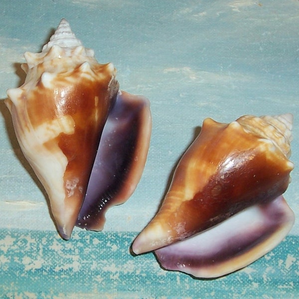 Conch Seashell - Etsy