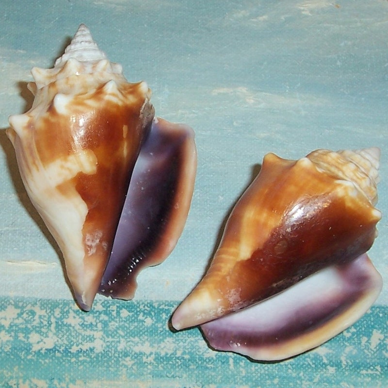 Conch Seashell - Etsy
