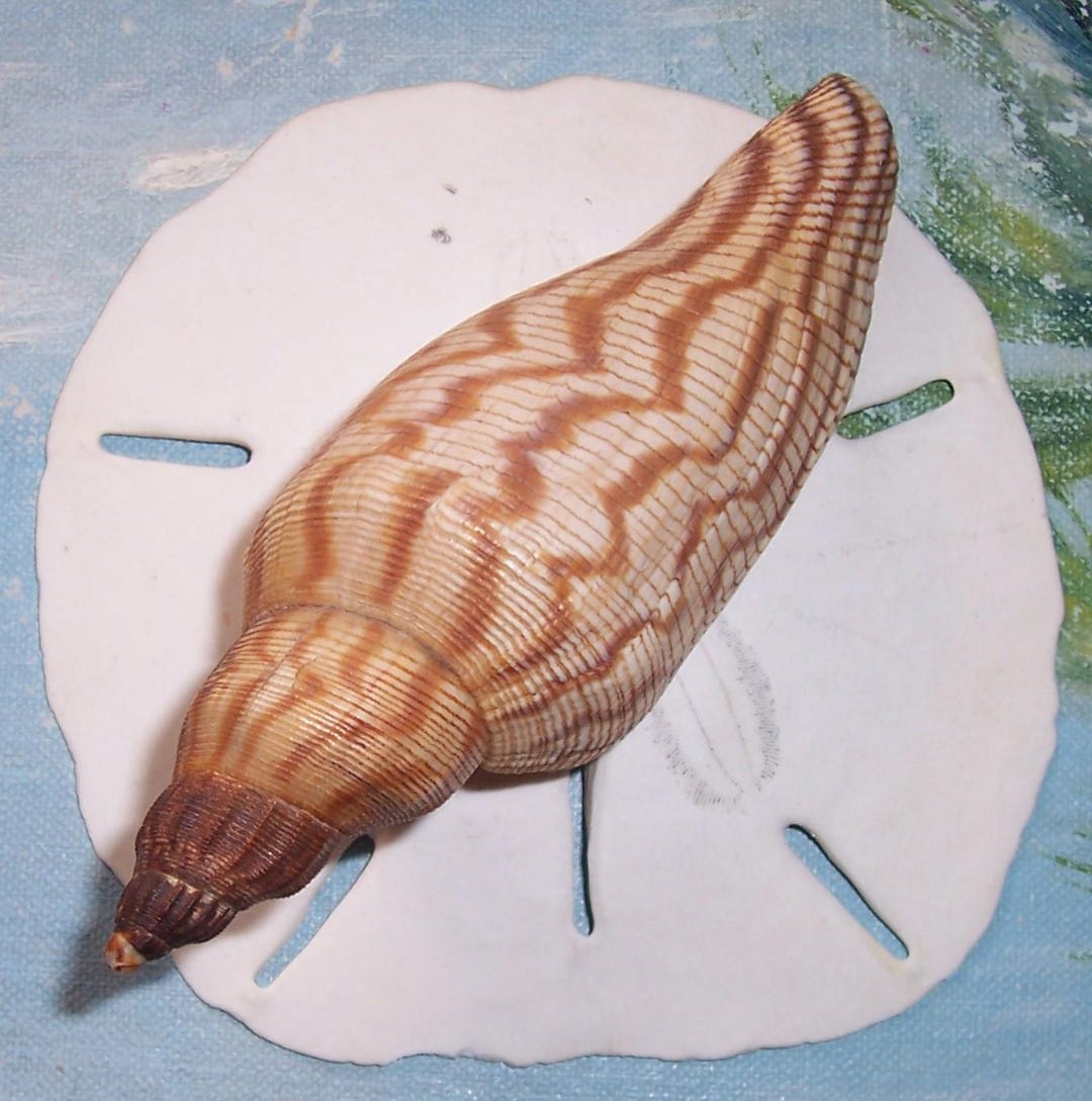 118.3mm Voluta Fulgoraria Rupestris ASIAN FLAME VOLUTE Seashell W ...