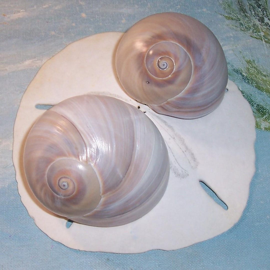 Set of 2 Large Sized 67.4&60.1mm Florida Gulf BEACH Collected Neverita ...