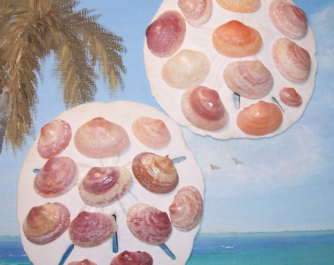 Lot of 24 Florida Gulf BEACH Collected Pink, Lavender & Orange Broad ...