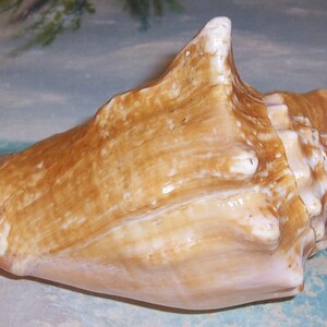 137.9mm FLORIDA Keys BEACH Collected Milk Conch Shell SEASHELL - Etsy