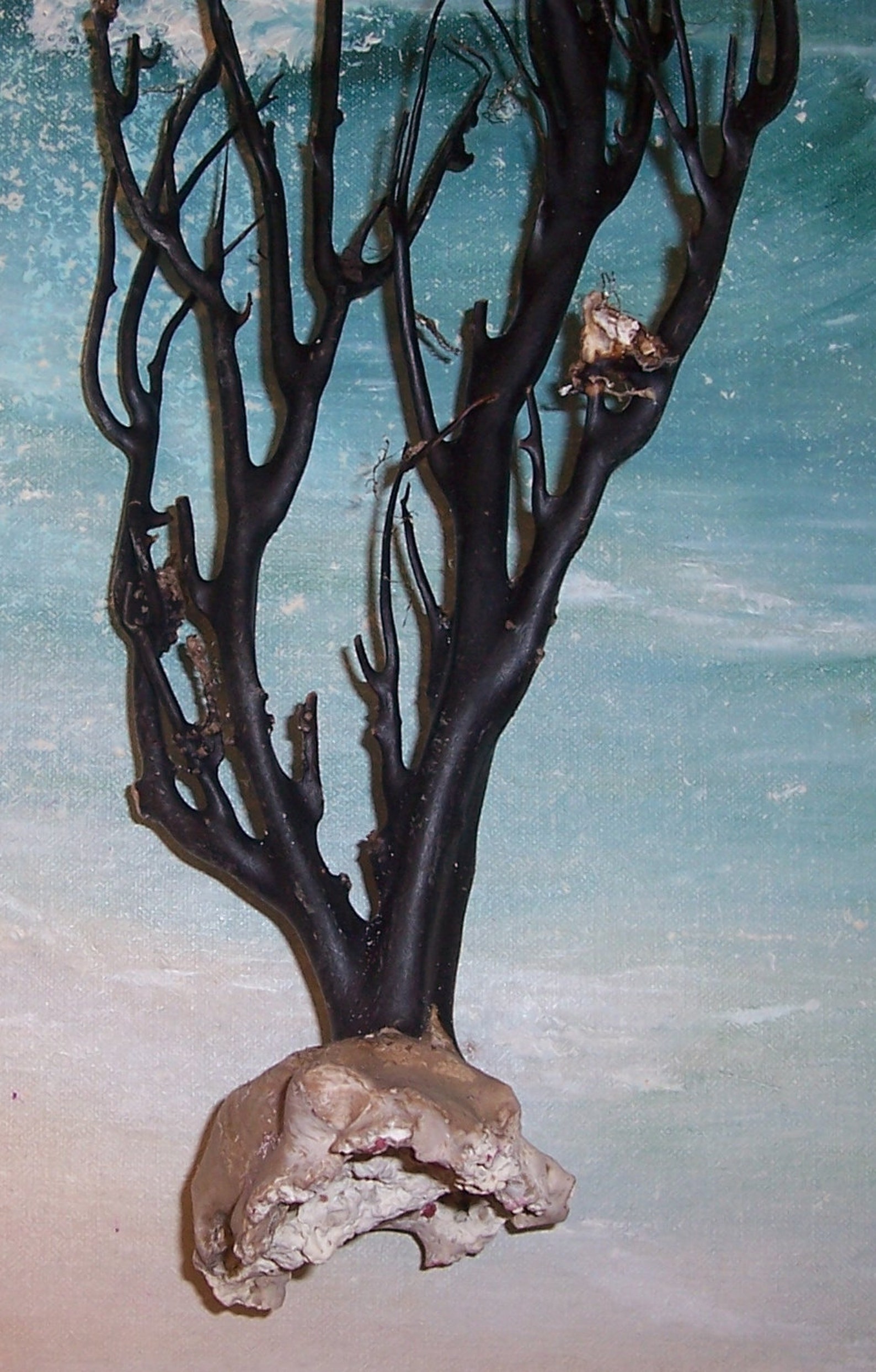 Huge Natural Black Coral GORGONIAN Tree SEA Whip Skeleton From - Etsy