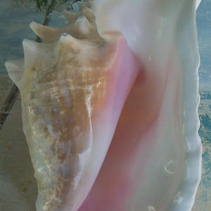 10 Adult FLORIDA Keys Collected Strombus Gigas QUEEN, PINK Conch Shell ...