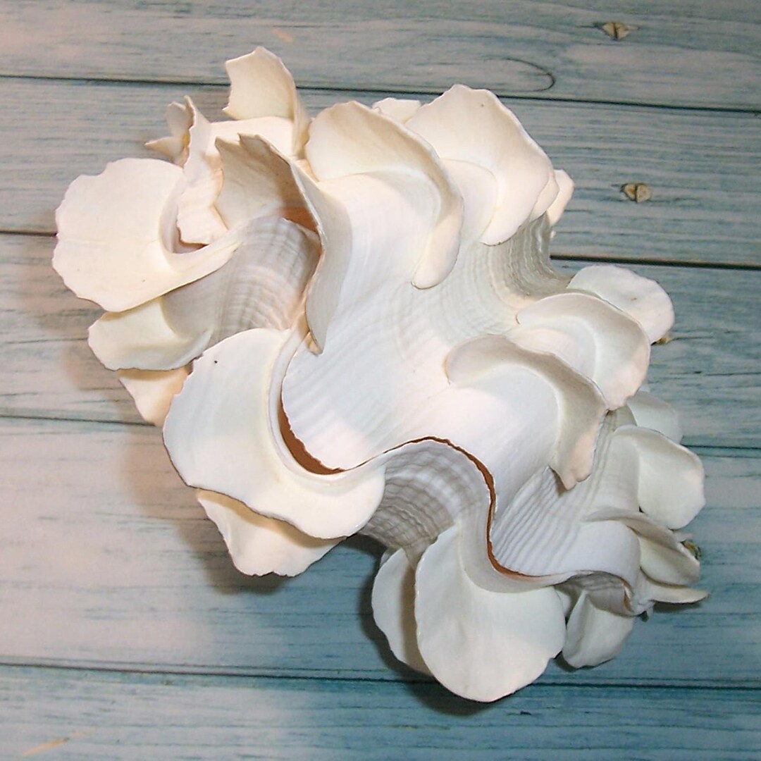 165.1mm Matched Set TRIDACNA Squamosa GIGAS Giant Clam Shell, SEASHELL ...