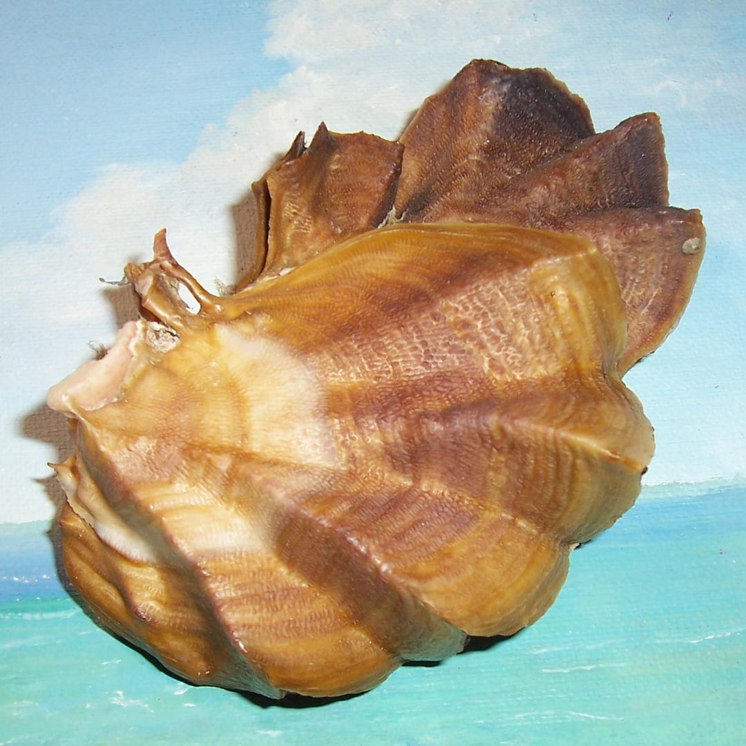 126.3mm Matched Bivalve Lopha Cristagalli COCKSCOMB OYSTER Seashell ...