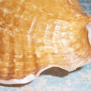 137.9mm FLORIDA Keys BEACH Collected Milk Conch Shell SEASHELL - Etsy
