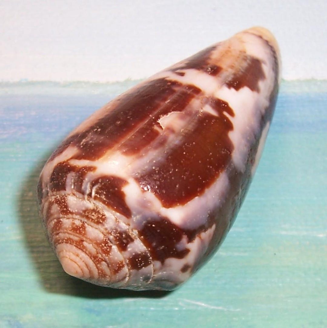 56.7mm Conus Fulmen THUNDERBOLT CONE Seashell, Shell W/ Data From Japan ...
