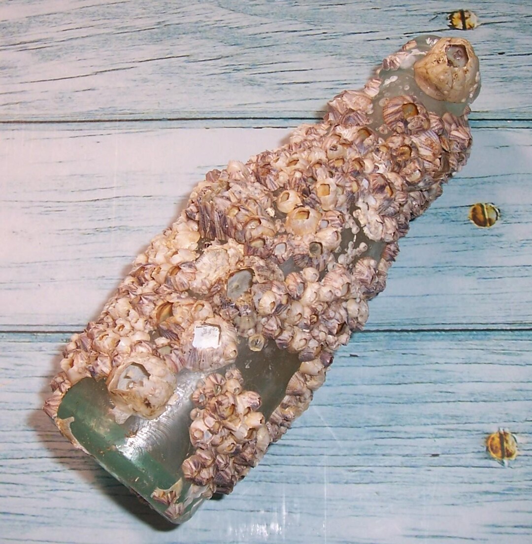 Petite 6" ANTIQUE, Vintage OCEAN Found Aqua BARNACLE Encrusted Medicine ...