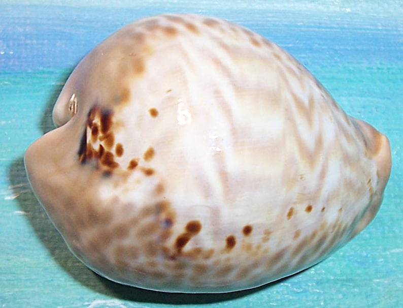 49,3 mm Cypraea mus MOUSE COWRY Schelp, schelp met gegevens uit ...