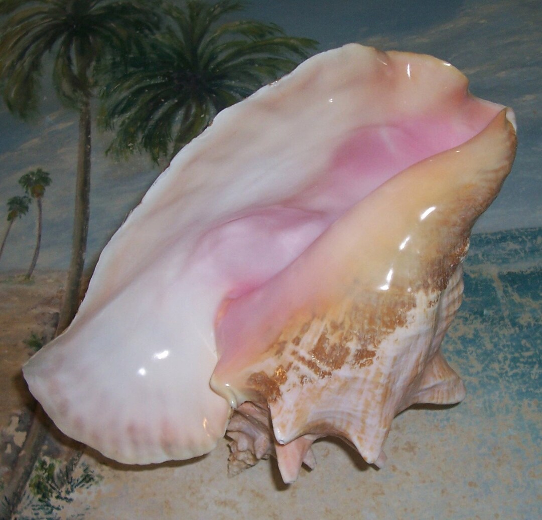 Large 10 1/2" Adult FLORIDA Keys BEACH Collected Strombus Gigas Queen ...