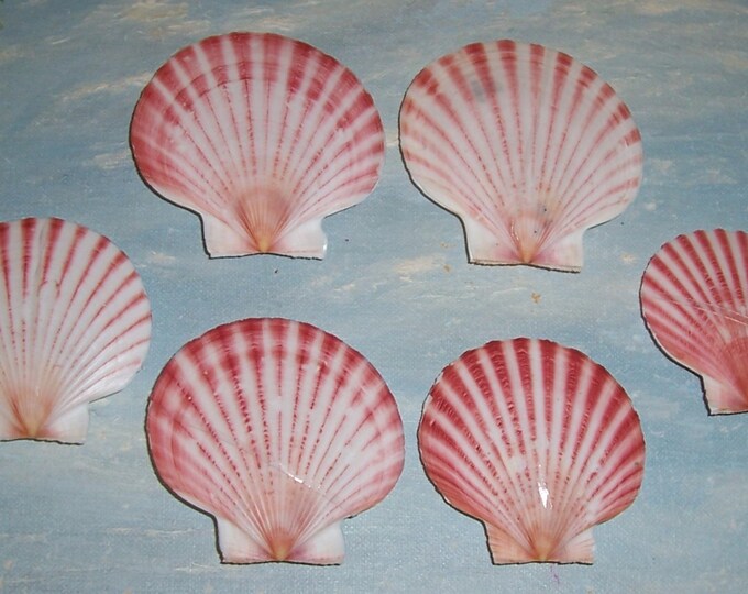 Lot of 7 Matched Sets Florida Keys Collected Pecten Glyptus RED-RIBBED ...