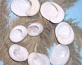 Set of 2 Large Sized 66.8&60.6mm Florida Gulf BEACH Collected Neverita ...