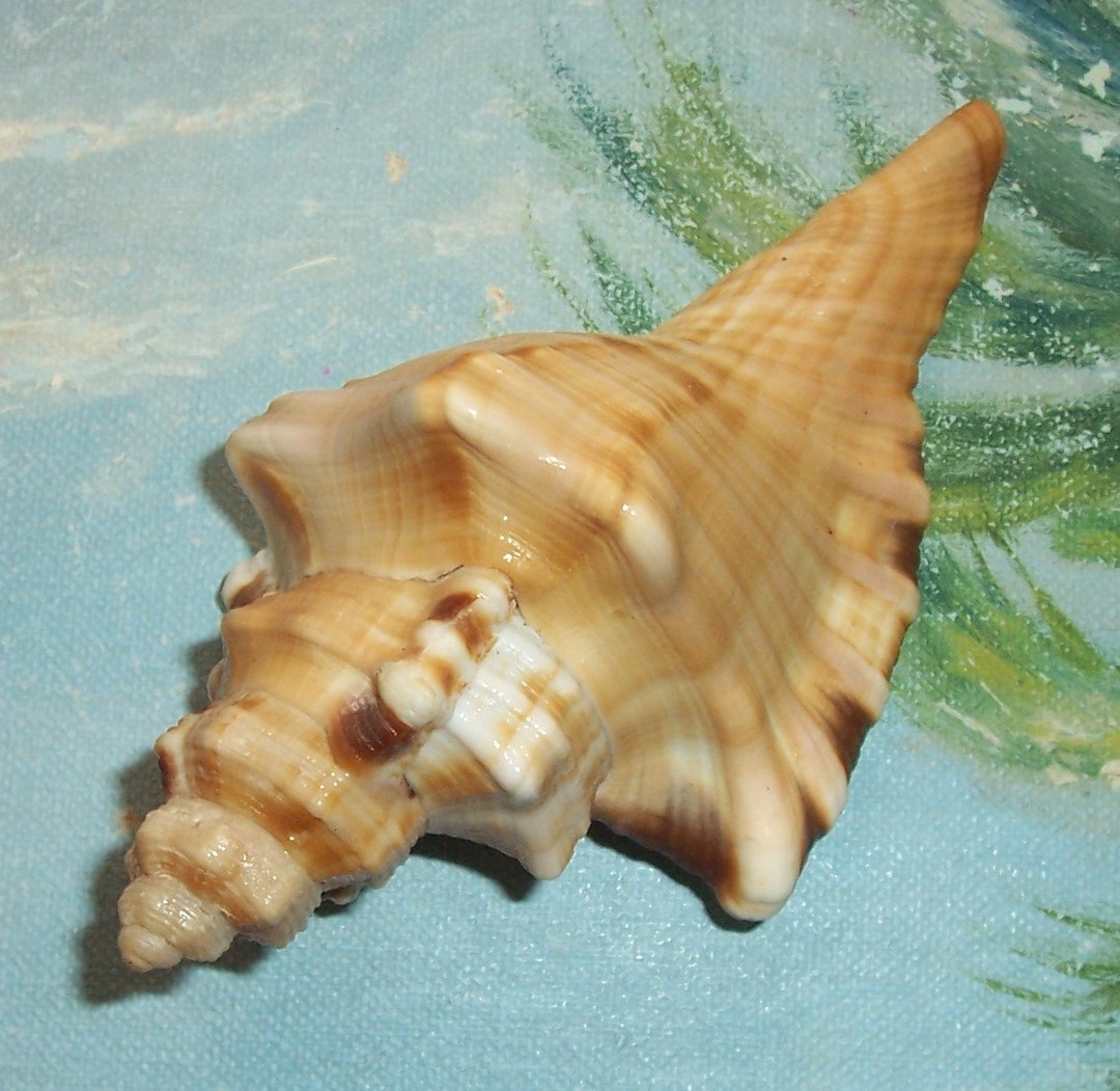 107.7mm Cymatium Raderi Rader Angular TRITON Shell SEASHELL W/ Data JB ...