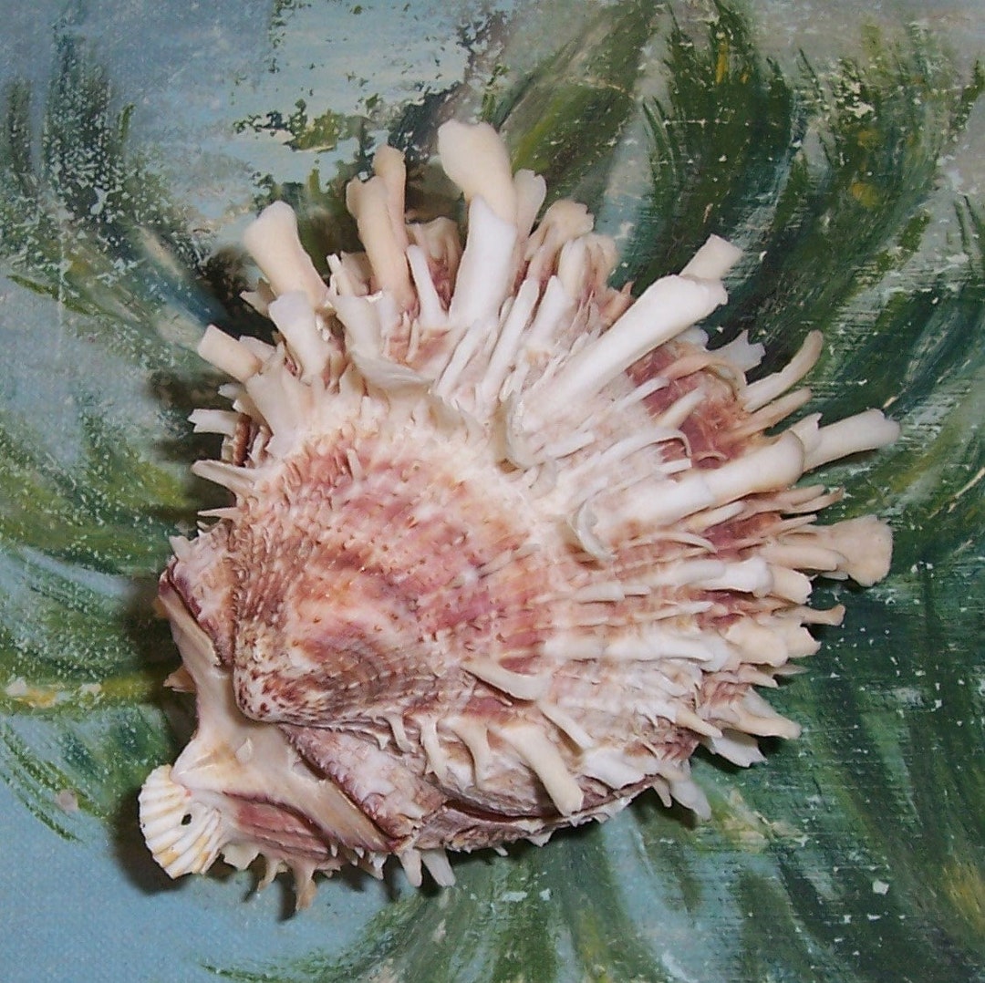 77.8mm Attached Bivalve SPONDYLUS Thorny OYSTER Seashell, Shell W/ Pink ...