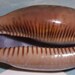 81.5mm Mexico Collected Cypraea Macrocypraea Cervinetta LITTLE Deer ...