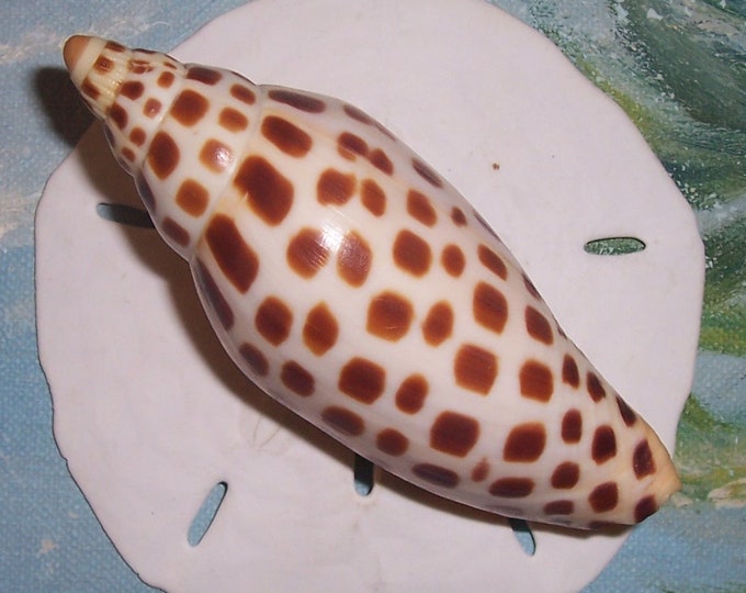 87.9mm Rare FLORIDA Beach Found Scaphella JUNONIA Juno's VOLUTE ...