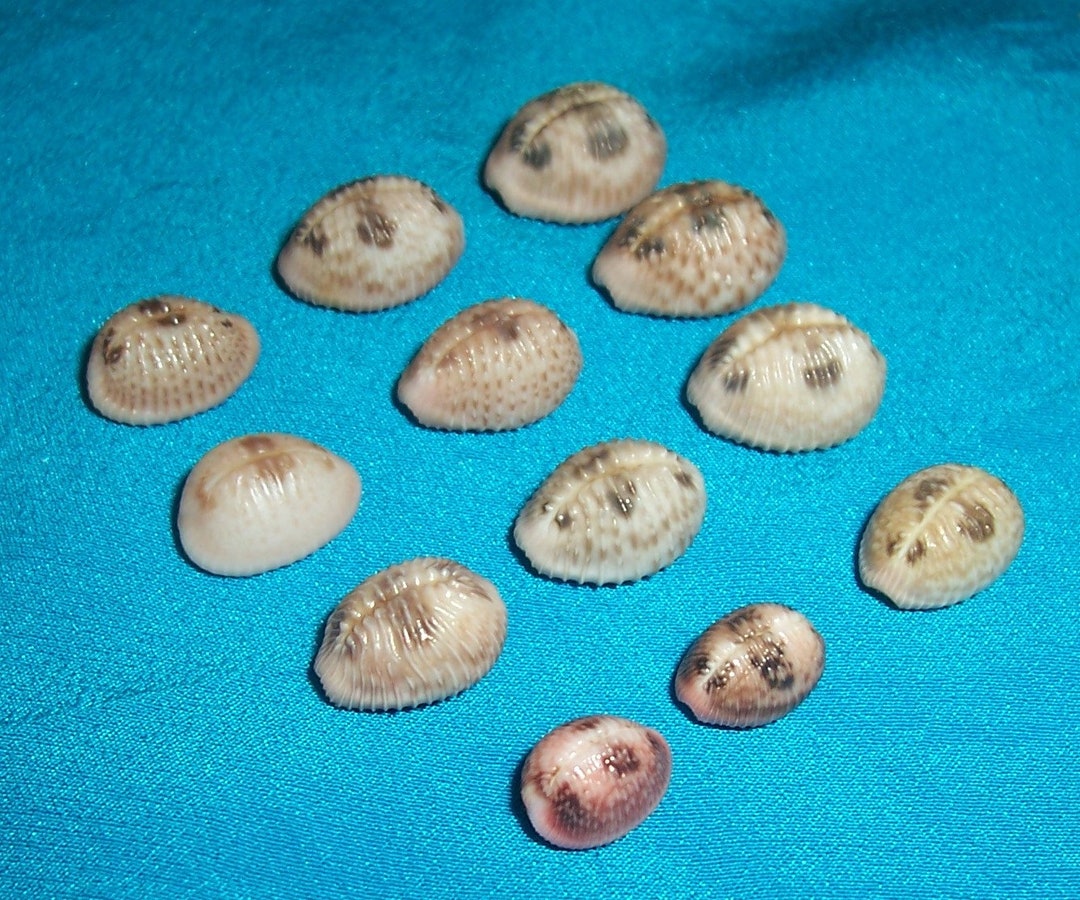 Lot of 12 Pusula Pediculus COFFEE Bean TRIVIA Shell Seashells JB #2 - Etsy
