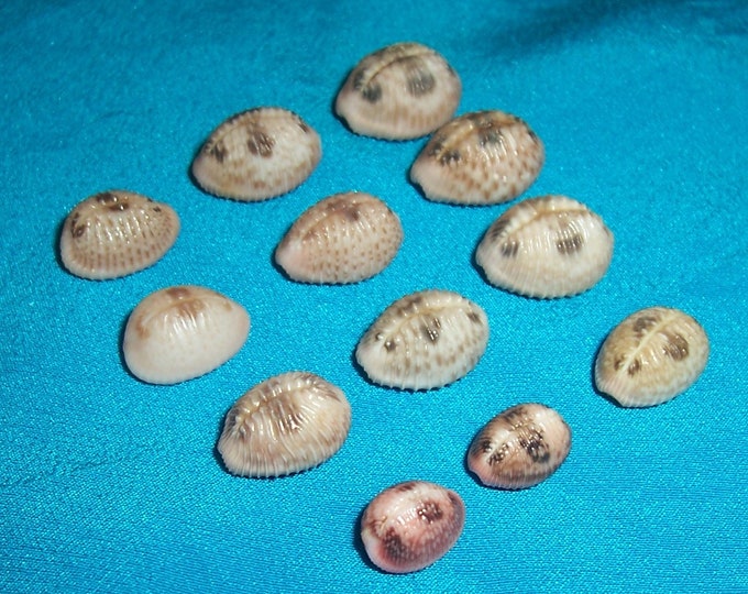 Lot of 12 Pusula Pediculus COFFEE Bean TRIVIA Shell Seashells JB #2 - Etsy