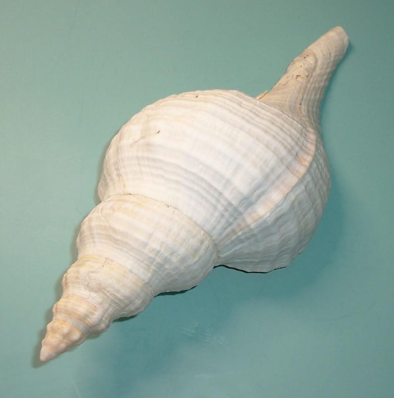 Large 11 1/4" Florida Beach Found Triplofusus Giganteus HORSE CONCH ...