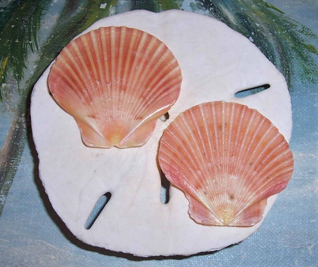 Set/2 Large Florida 10K Islands BEACH Collected ZIGZAG, Flat Fan Shell ...