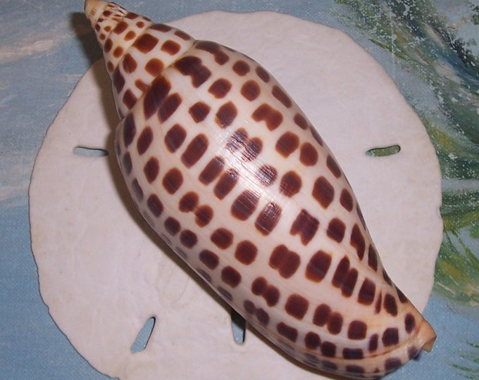 Giant 130.2m Rare FLORIDA Beach Found Scaphella JUNONIA Juno's VOLUTE ...