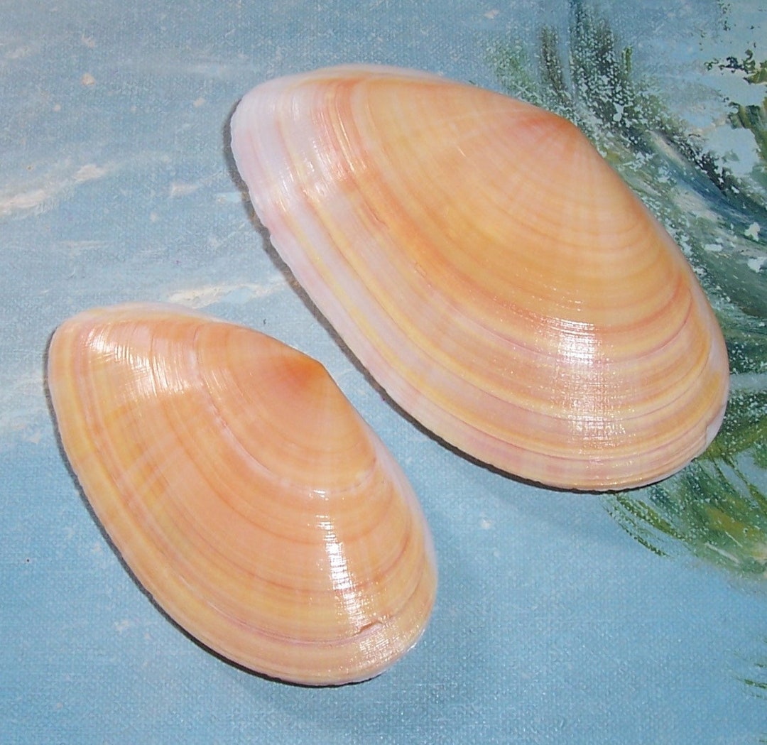 Set of 2 Matched 83.1&103.2mm Bivalve Pairs Bright Orange GREAT TELLIN ...