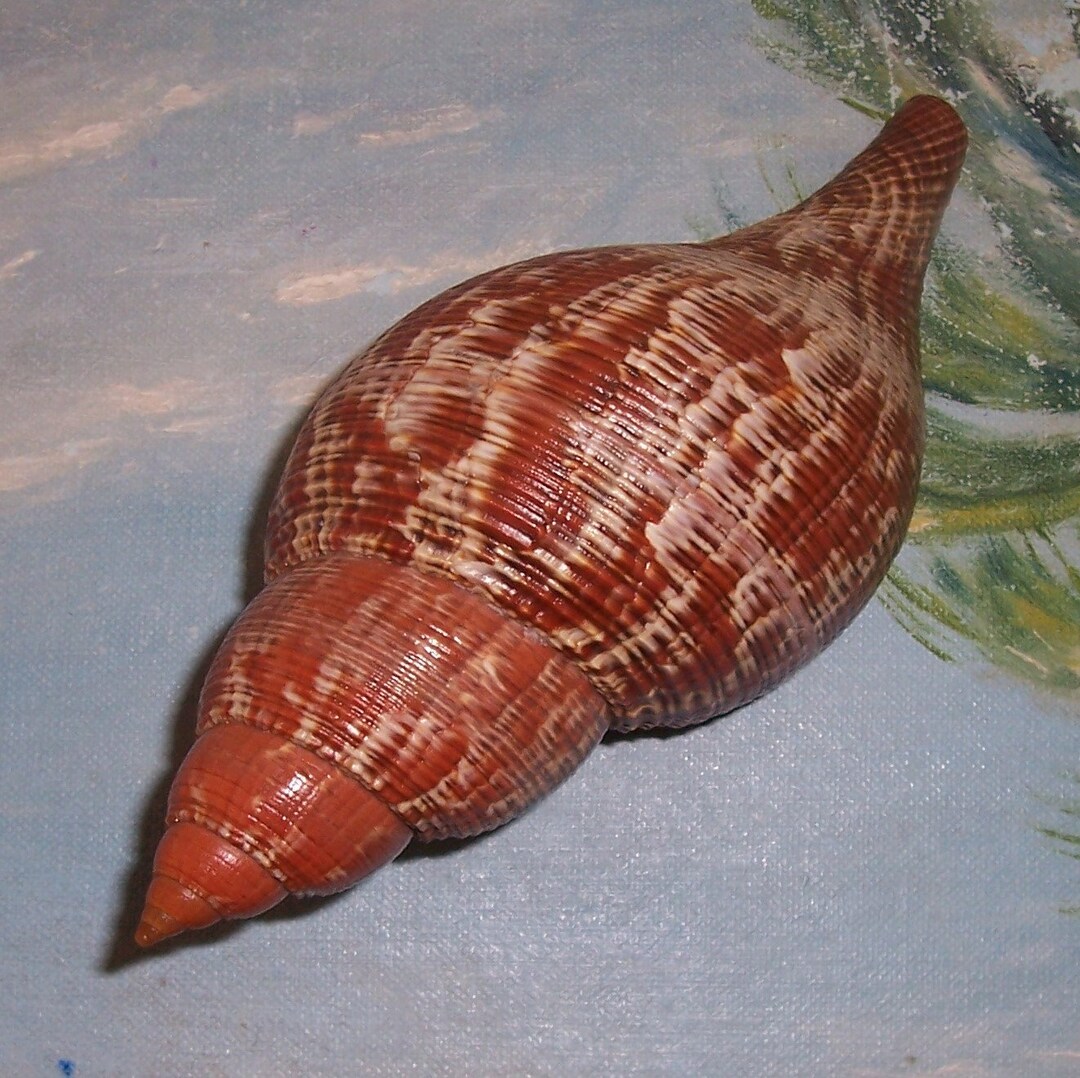 Large 151.8mm Florida Beach Collected Dark RED, Orange Fasciolaria ...