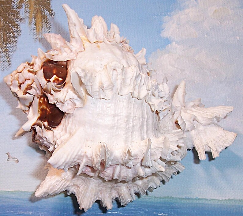 123.5mm Hexaplex Phyllonotus Regius REGAL MUREX Seashell, Shell W/ PINK ...