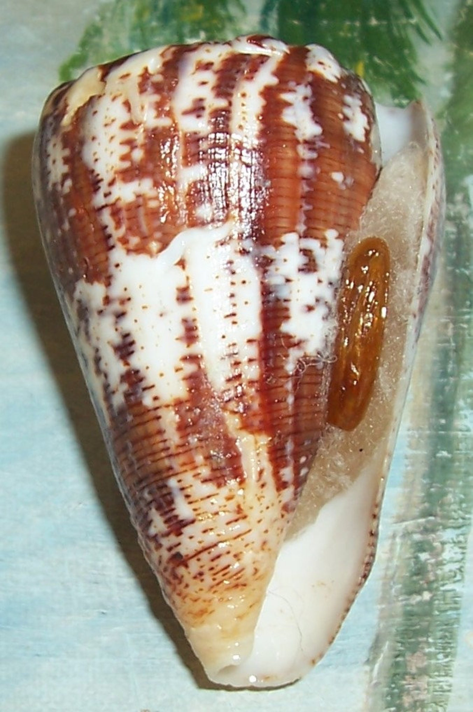 Large Specimen Grade 63.1mm CONUS Regius Royal, Crown Cone SEASHELL JB ...