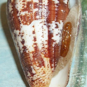 Large Specimen Grade 63.1mm CONUS Regius Royal, Crown Cone SEASHELL JB ...